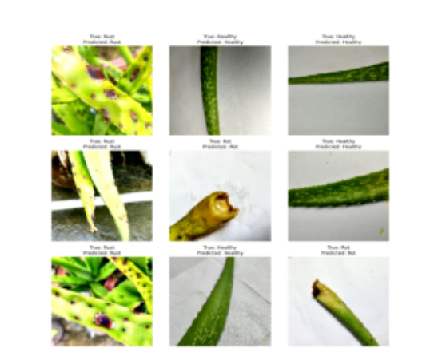 Real Time Analysis of Aloe Vera Disease Classification using Deep Learning