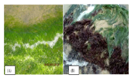 DNA Barcoding of Selected Green Macroalgae Using 18S rDNA Diversity